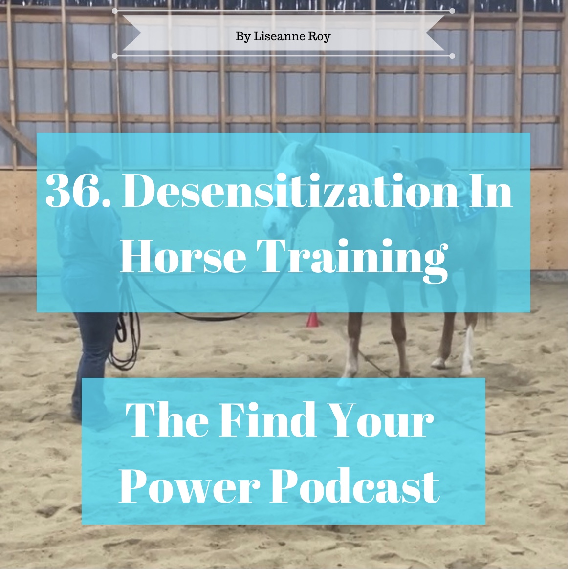 36. Desensitization In Horse Training – The Empowered Equestrian